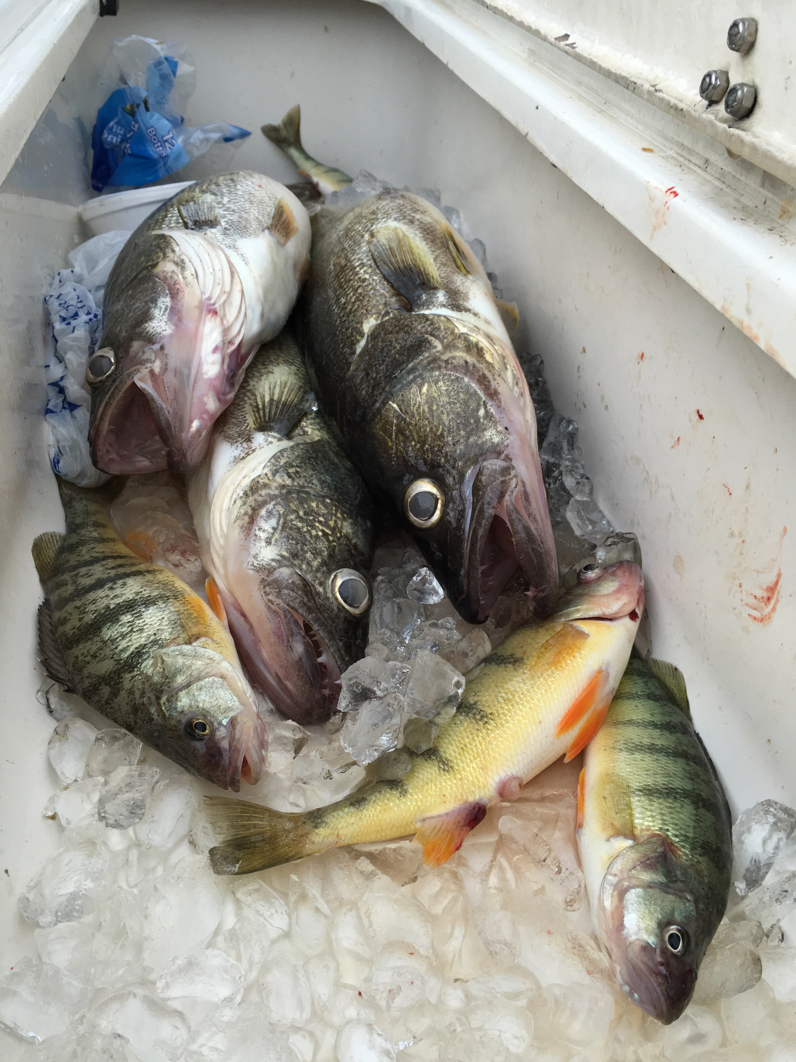 Multi-Species Trip – Chance Charters